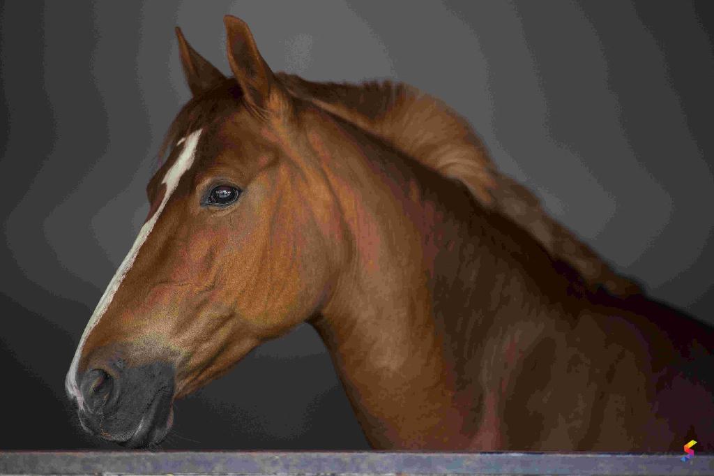 Define Horse Horse Meaning Horse Examples Horse Synonyms Horse define-horse-horse-meaning-horse-examples-horse-synonyms-horse