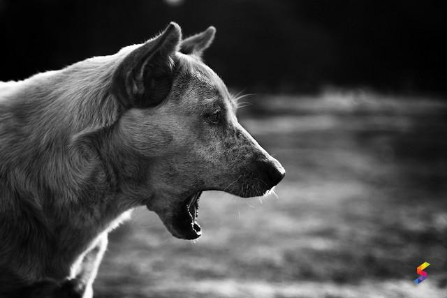 Define Gape, Gape Meaning, Gape Examples, Gape Synonyms, Gape Images ...