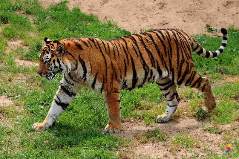 Define Tiger, Tiger Meaning, Tiger Examples, Tiger Synonyms, Tiger ...