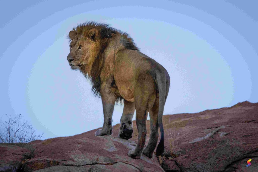 Define Lion, Lion Meaning, Lion Examples, Lion Synonyms, Lion Images ...