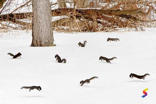 Define Scuttle, Scuttle Meaning, Scuttle Examples, Scuttle Synonyms ...