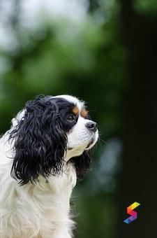 Define Cavalier, Cavalier Meaning, Cavalier Examples, Cavalier Synonyms ...