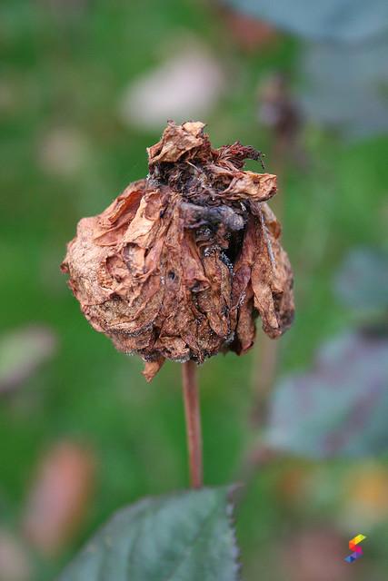 Define Wither, Wither Meaning, Wither Examples, Wither Synonyms, Wither ...