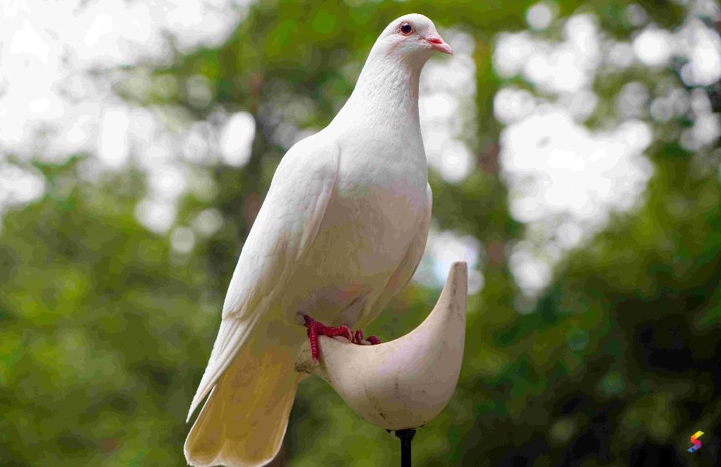 Define Dove, Dove Meaning, Dove Examples, Dove Synonyms, Dove Images ...
