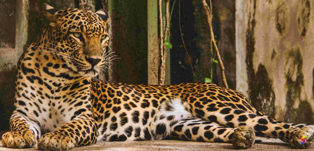 Define Leopard, Leopard Meaning, Leopard Examples, Leopard Synonyms ...