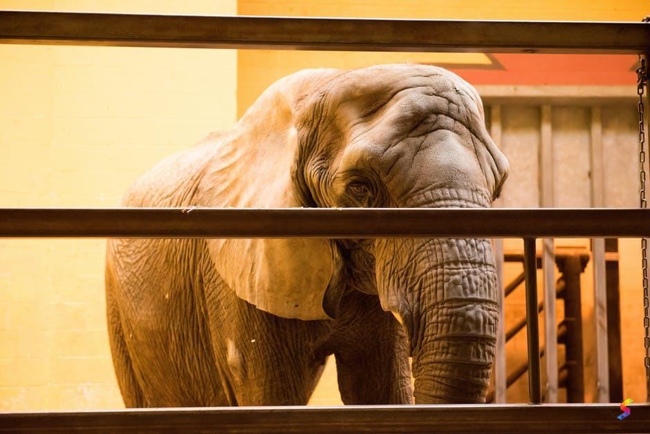 Define Captivity, Captivity Meaning, Captivity Examples, Captivity ...