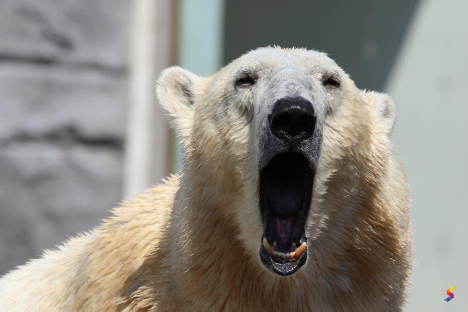 Define Roar, Roar Meaning, Roar Examples, Roar Synonyms, Roar Images ...