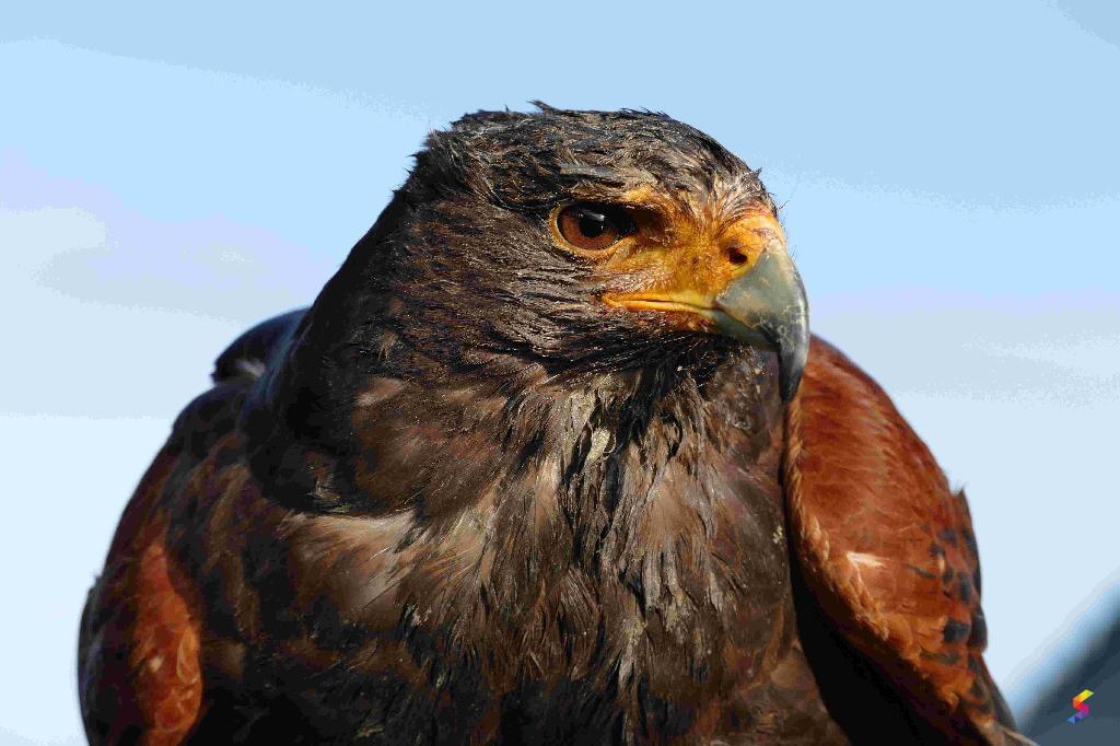 Define Hawk, Hawk Meaning, Hawk Examples, Hawk Synonyms, Hawk Images ...