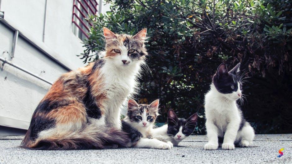 Define Kitty Kitty Meaning Kitty Examples Kitty Synonyms Kitty Define Kitty Kitty Meaning Kitty Examples Kitty Synonyms Kitty