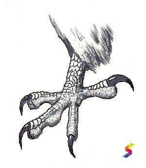 Define Talon, Talon Meaning, Talon Examples, Talon Synonyms, Talon ...