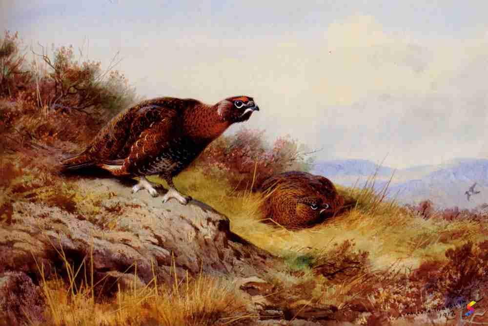 Define Grouse, Grouse Meaning, Grouse Examples, Grouse Synonyms, Grouse ...