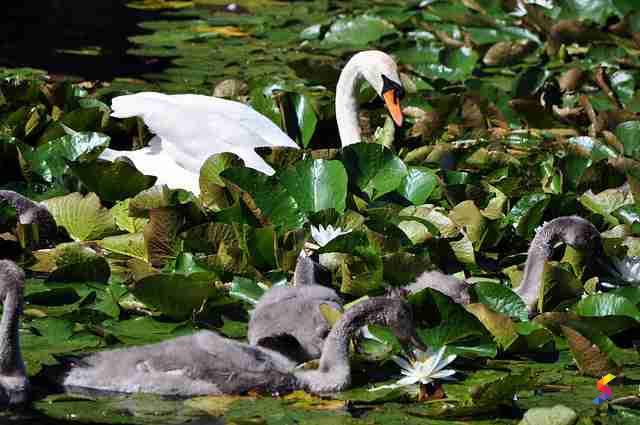 Define Dabble, Dabble Meaning, Dabble Examples, Dabble Synonyms, Dabble ...