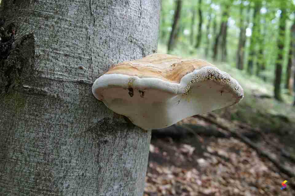 Define Adhere, Adhere Meaning, Adhere Examples, Adhere Synonyms, Adhere ...