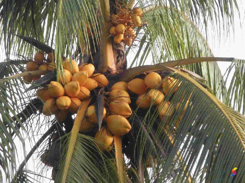 Define Abundant, Abundant Meaning, Abundant Examples, Abundant Synonyms ...