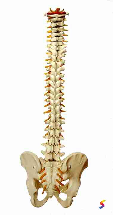 Define Spine, Spine Meaning, Spine Examples, Spine Synonyms, Spine ...