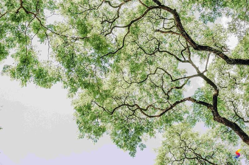 Define Branch, Branch Meaning, Branch Examples, Branch Synonyms, Branch ...