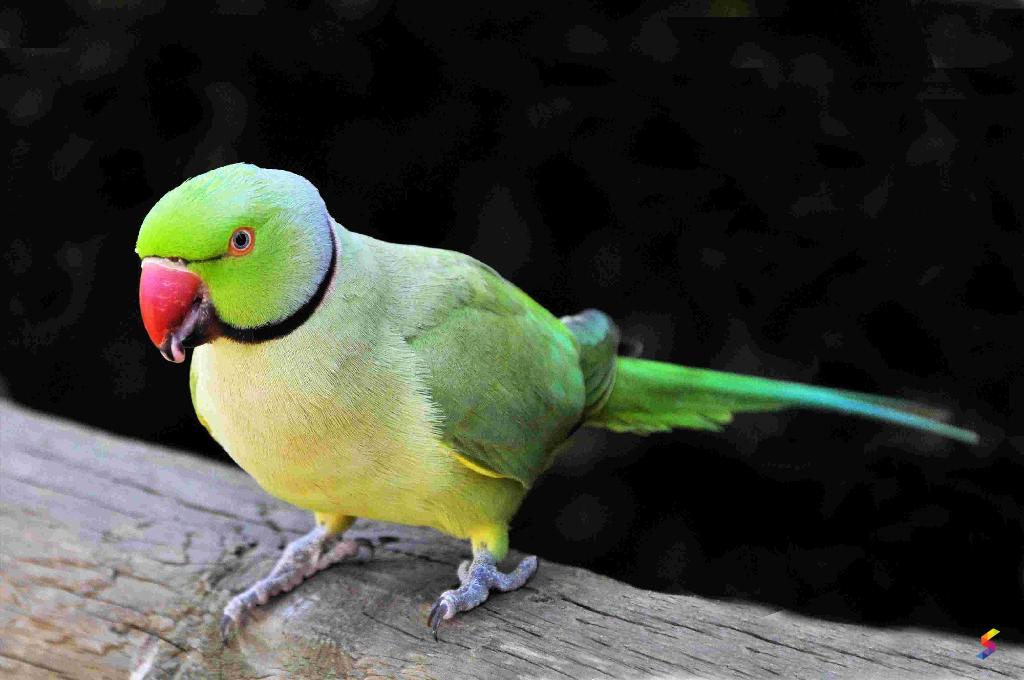 Define Parrot, Parrot Meaning, Parrot Examples, Parrot Synonyms, Parrot ...