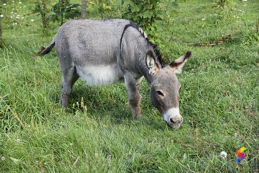 Define Ass, Ass Meaning, Ass Examples, Ass Synonyms, Ass Images, Ass ...