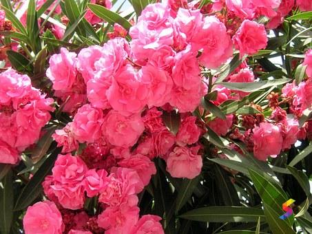 Define Profuse, Profuse Meaning, Profuse Examples, Profuse Synonyms ...