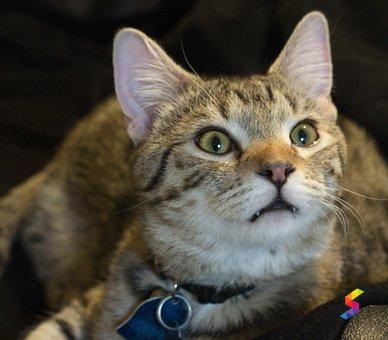 Define Rapt, Rapt Meaning, Rapt Examples, Rapt Synonyms, Rapt Images ...