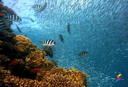 Define Reef, Reef Meaning, Reef Examples, Reef Synonyms, Reef Images ...