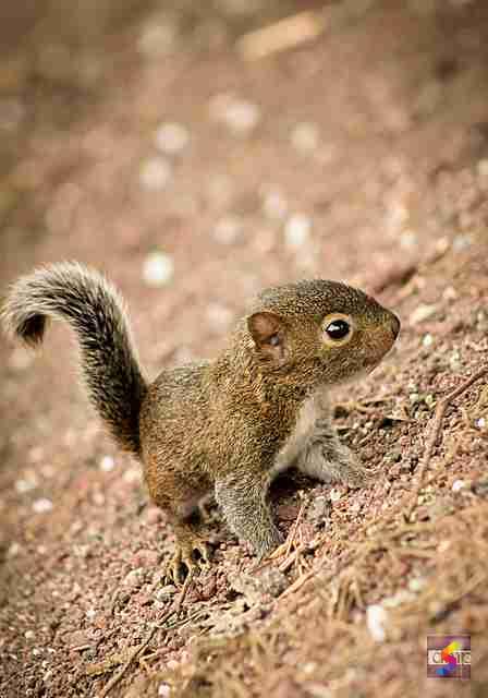 Define Fauna, Fauna Meaning, Fauna Examples, Fauna Synonyms, Fauna ...