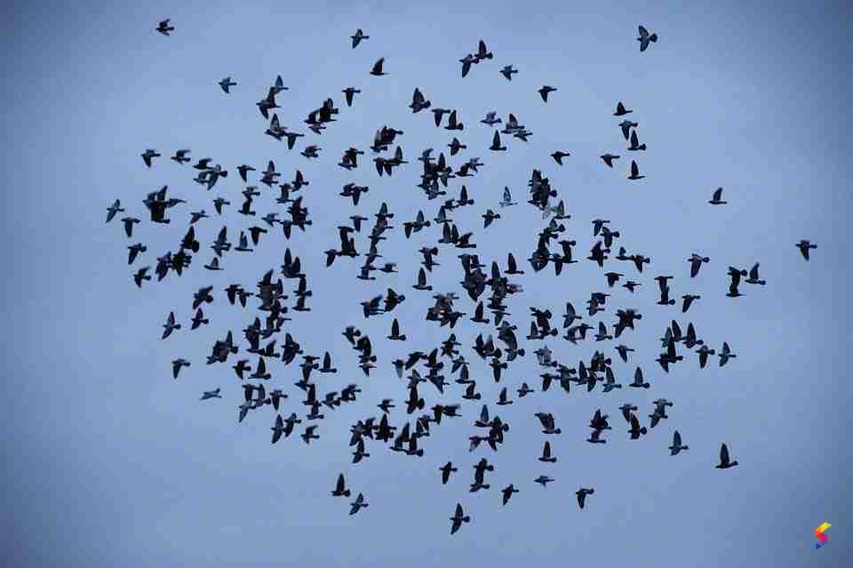 Define Bevy, Bevy Meaning, Bevy Examples, Bevy Synonyms, Bevy Images ...