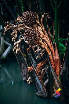 Define Shrivel, Shrivel Meaning, Shrivel Examples, Shrivel Synonyms ...