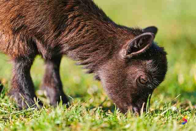 Define Graze, Graze Meaning, Graze Examples, Graze Synonyms, Graze ...