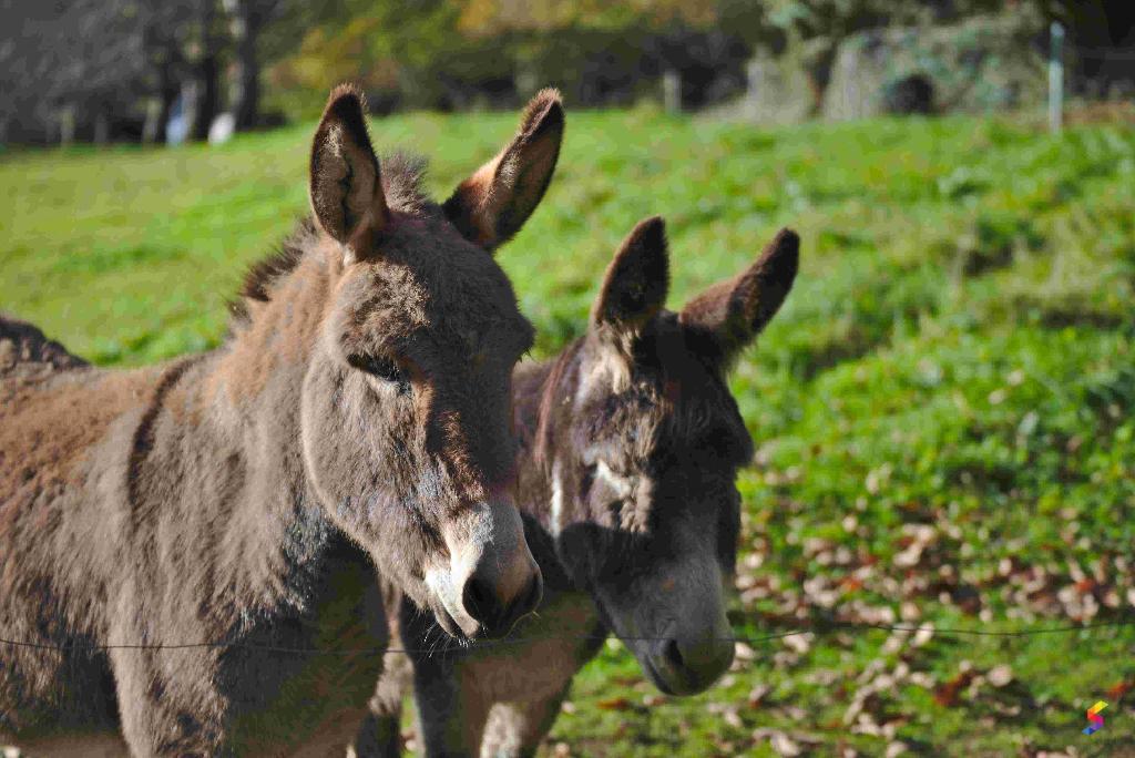 Define Donkey, Donkey Meaning, Donkey Examples, Donkey Synonyms, Donkey ...