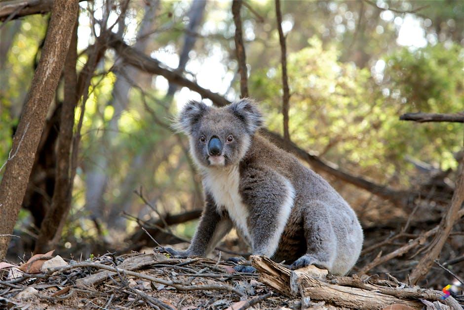 Define Marsupial, Marsupial Meaning, Marsupial Examples, Marsupial ...