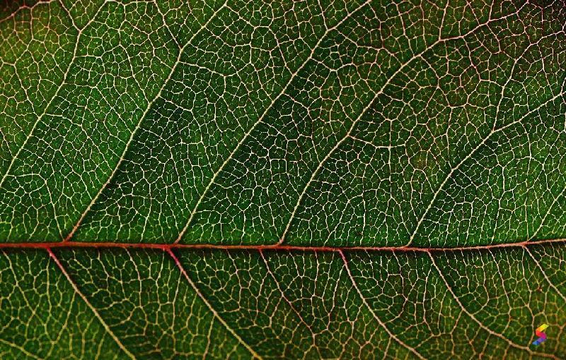 Define Leaf, Leaf Meaning, Leaf Examples, Leaf Synonyms, Leaf Images ...