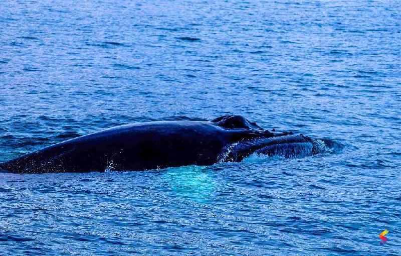 Define Whale, Whale Meaning, Whale Examples, Whale Synonyms, Whale ...