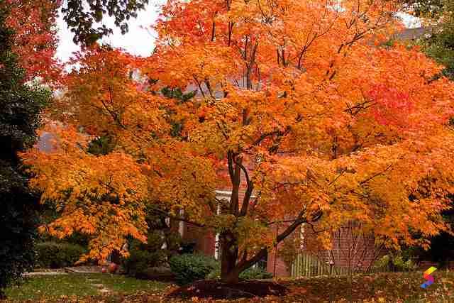 Define Foliage, Foliage Meaning, Foliage Examples, Foliage Synonyms ...