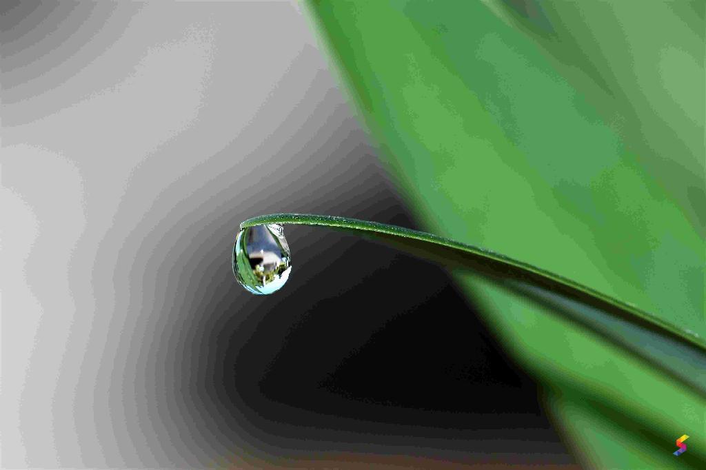 Define Drop, Drop Meaning, Drop Examples, Drop Synonyms, Drop Images ...