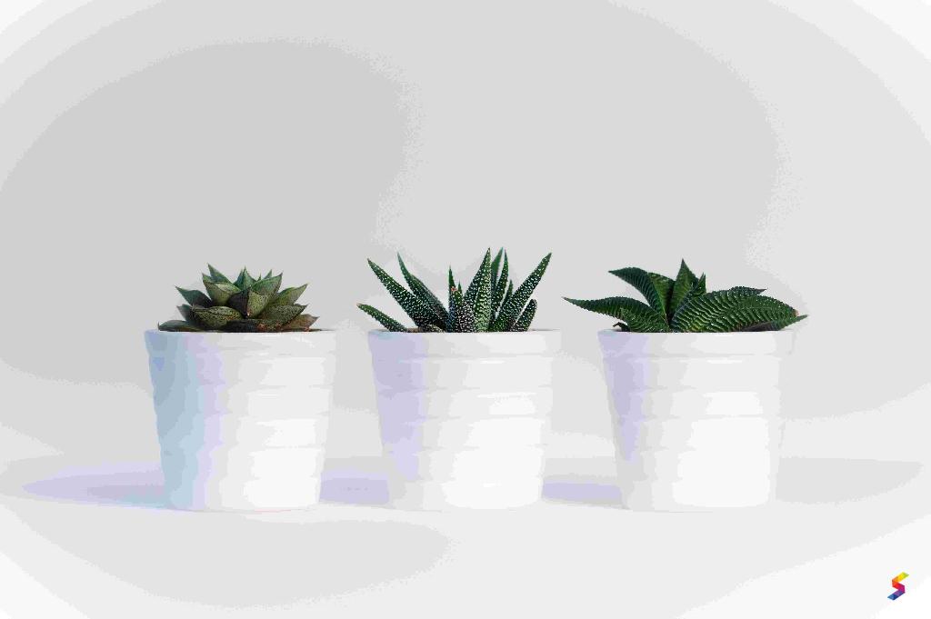 Define White, White Meaning, White Examples, White Synonyms, White ...