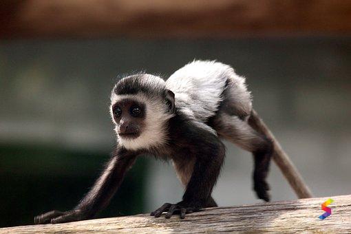 Define Wary, Wary Meaning, Wary Examples, Wary Synonyms, Wary Images ...