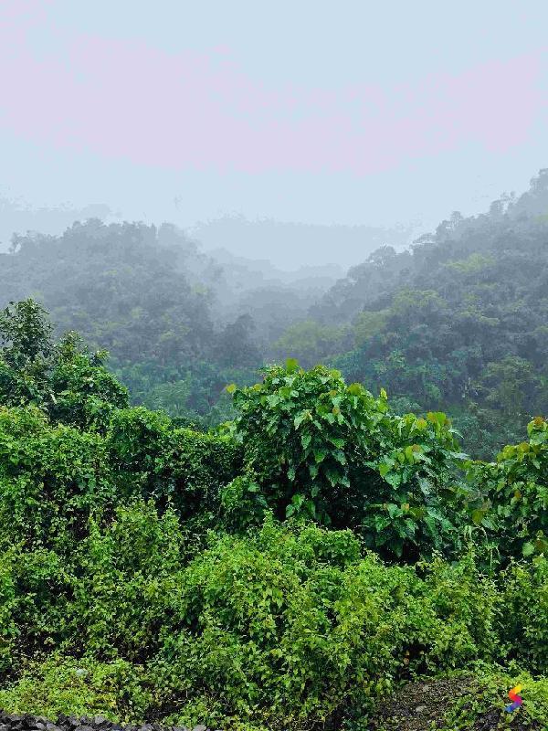 Define Jungle, Jungle Meaning, Jungle Examples, Jungle Synonyms, Jungle ...