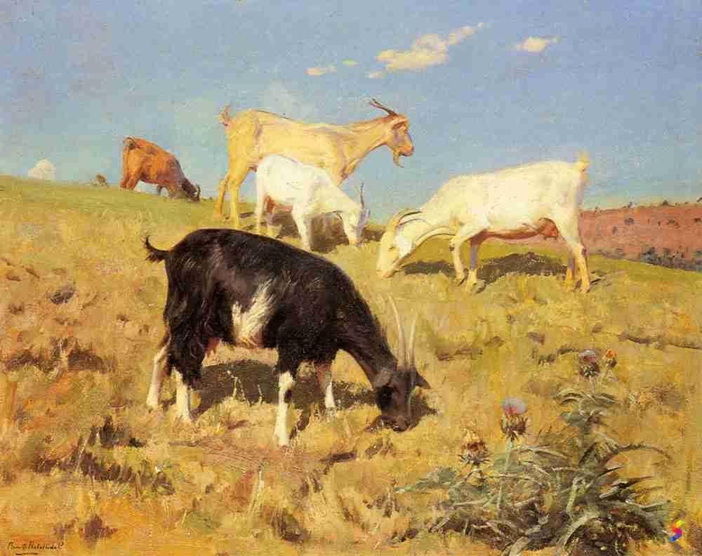 Define Graze, Graze Meaning, Graze Examples, Graze Synonyms, Graze ...