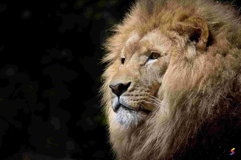 Define Fauna, Fauna Meaning, Fauna Examples, Fauna Synonyms, Fauna ...