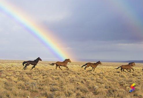Define Feral, Feral Meaning, Feral Examples, Feral Synonyms, Feral ...