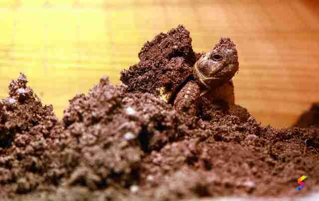 Define Emerge, Emerge Meaning, Emerge Examples, Emerge Synonyms, Emerge ...