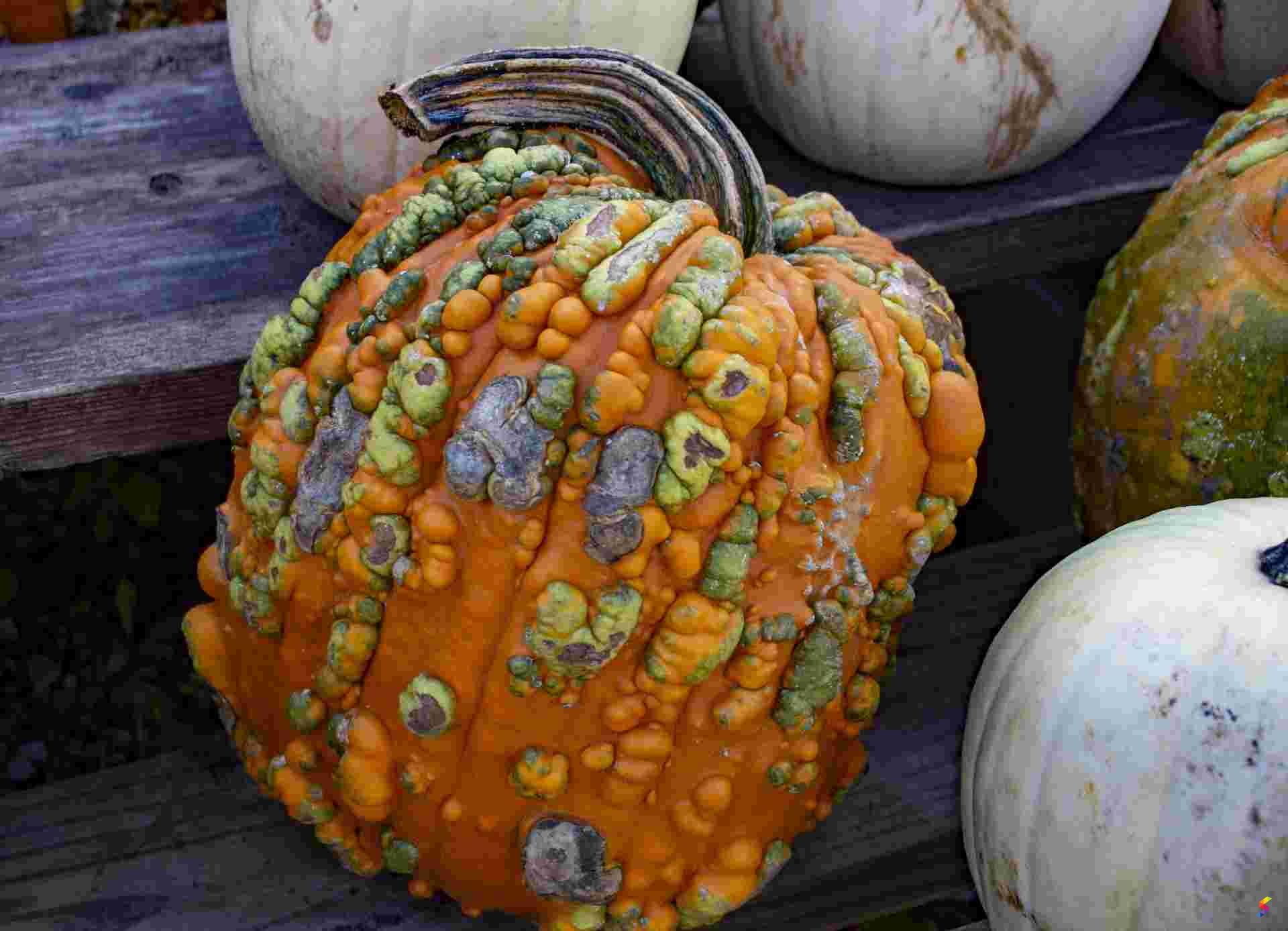 Define Lumpy, Lumpy Meaning, Lumpy Examples, Lumpy Synonyms, Lumpy ...