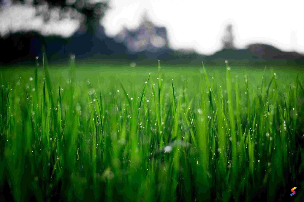 Define Grass, Grass Meaning, Grass Examples, Grass Synonyms, Grass ...