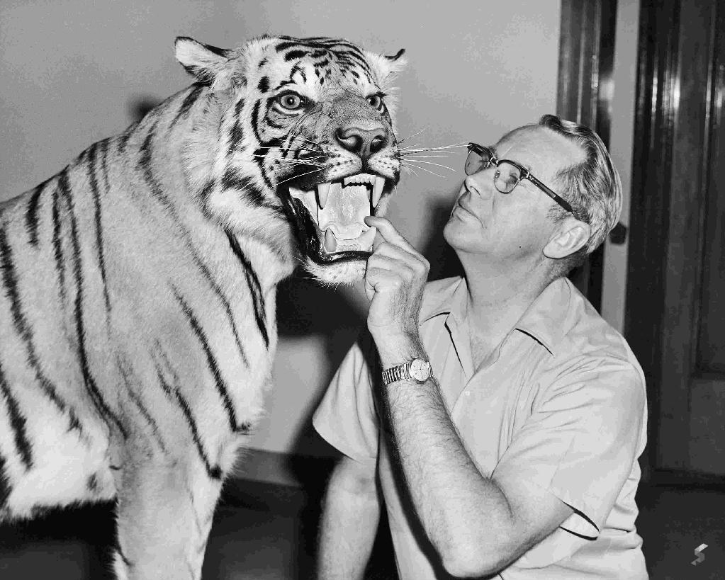 Define Taxidermy, Taxidermy Meaning, Taxidermy Examples, Taxidermy ...