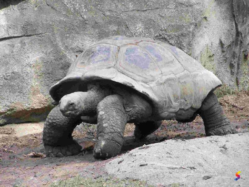 Define Tortoise, Tortoise Meaning, Tortoise Examples, Tortoise Synonyms ...