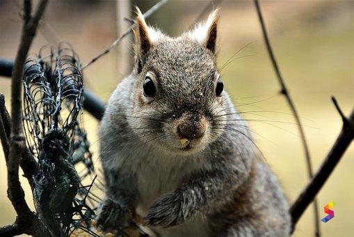 Define Wary, Wary Meaning, Wary Examples, Wary Synonyms, Wary Images ...