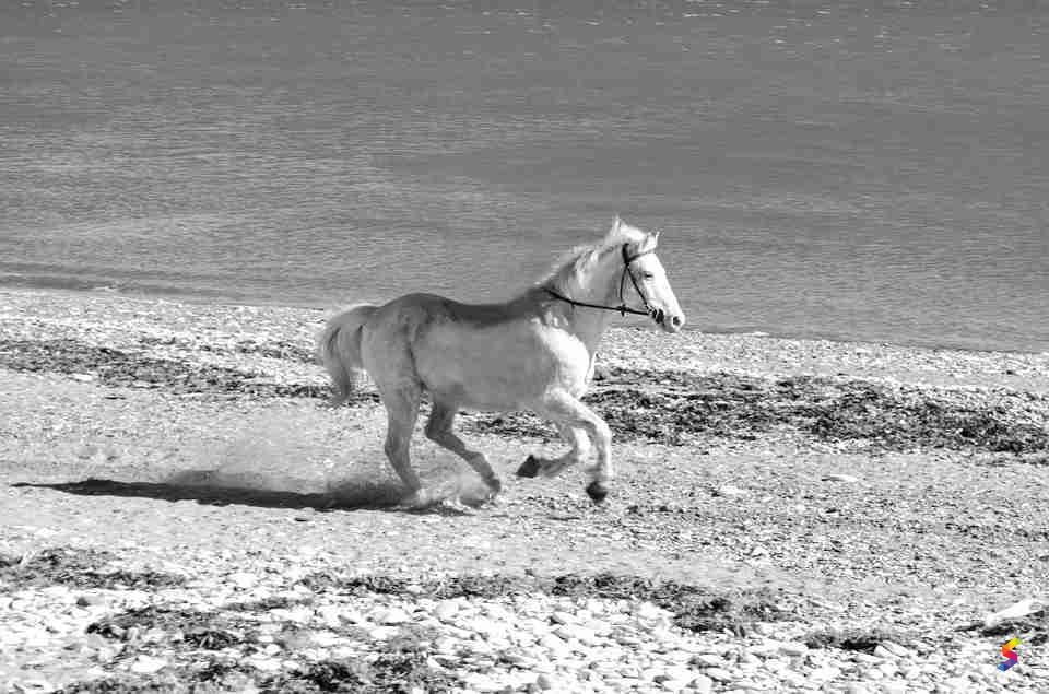 Define Lope, Lope Meaning, Lope Examples, Lope Synonyms, Lope Images ...