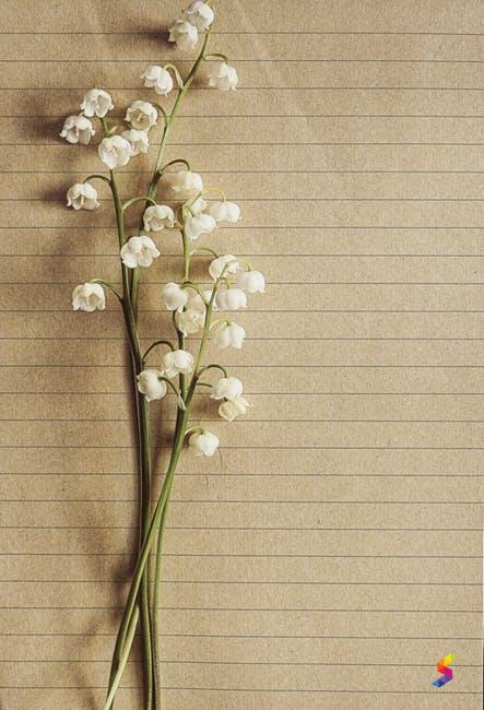 Define Dainty, Dainty Meaning, Dainty Examples, Dainty Synonyms, Dainty ...