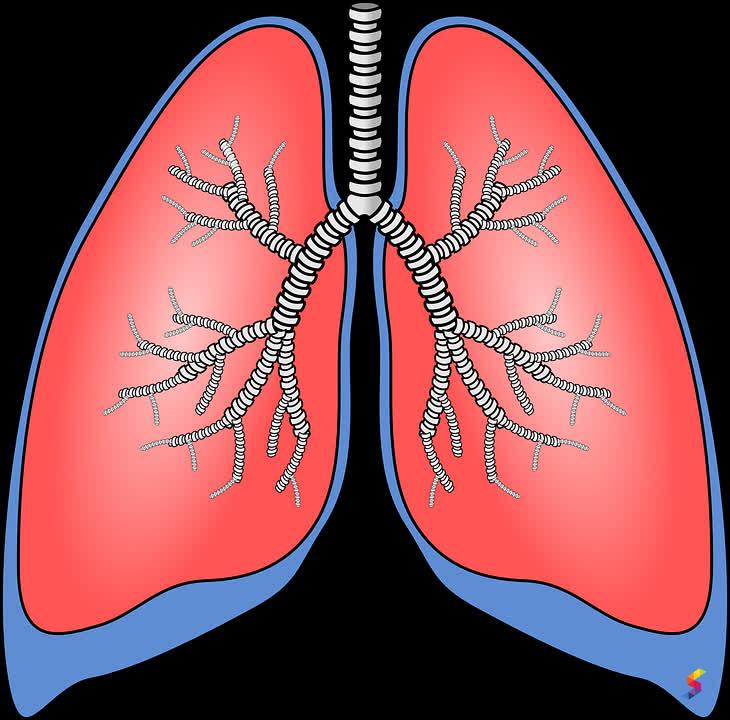Define Pulmonary, Pulmonary Meaning, Pulmonary Examples, Pulmonary ...